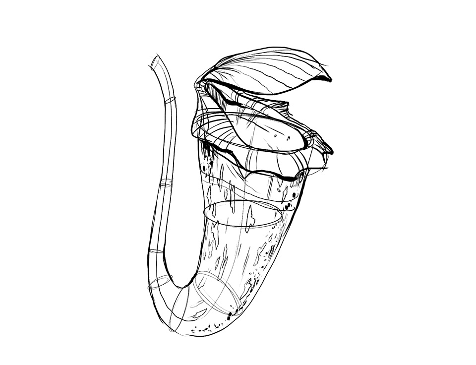 How To Draw A Pitcher Plant Step By Step Lemonartillustrationbighero6